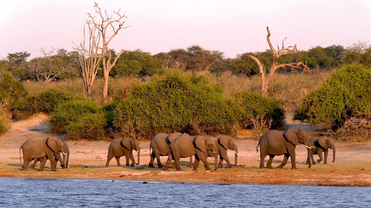 Exploring the Untamed Beauty of Botswana: A Travel Guide to Africa’s ...